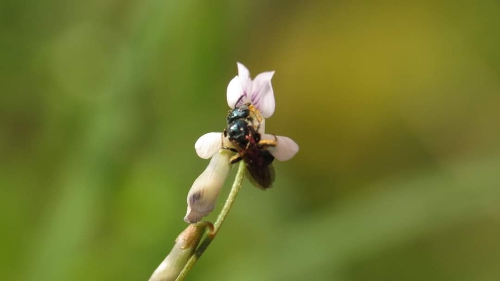 Floridian Small Carpenter in February 2021 by cpgibson. On Vicia ...
