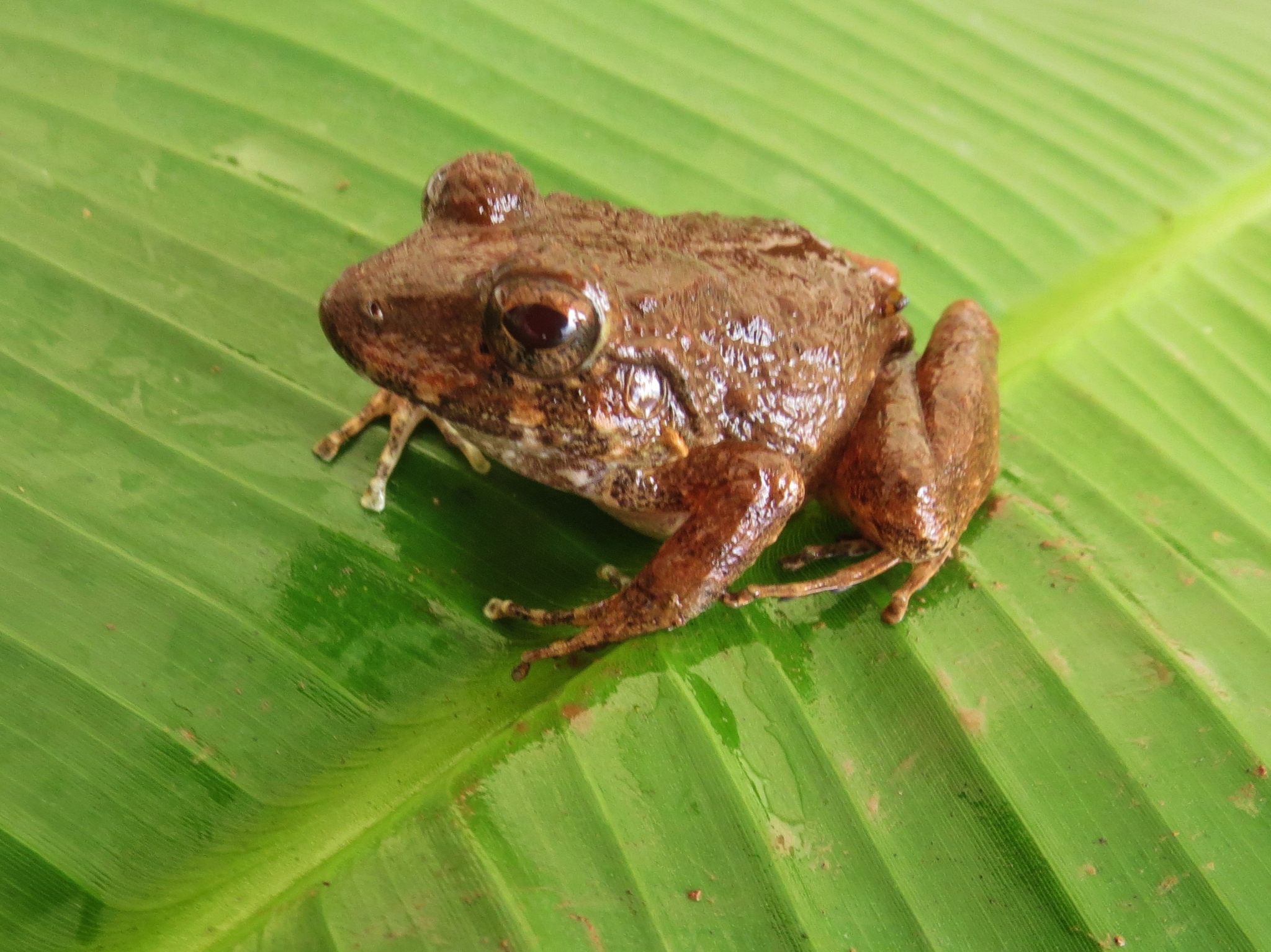 Craugastor ranoides (Cope, 1886)