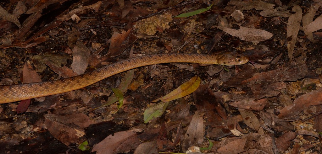 Brown Tree Snake from Woolgoolga NSW 2456, Australia on March 01, 2021 ...