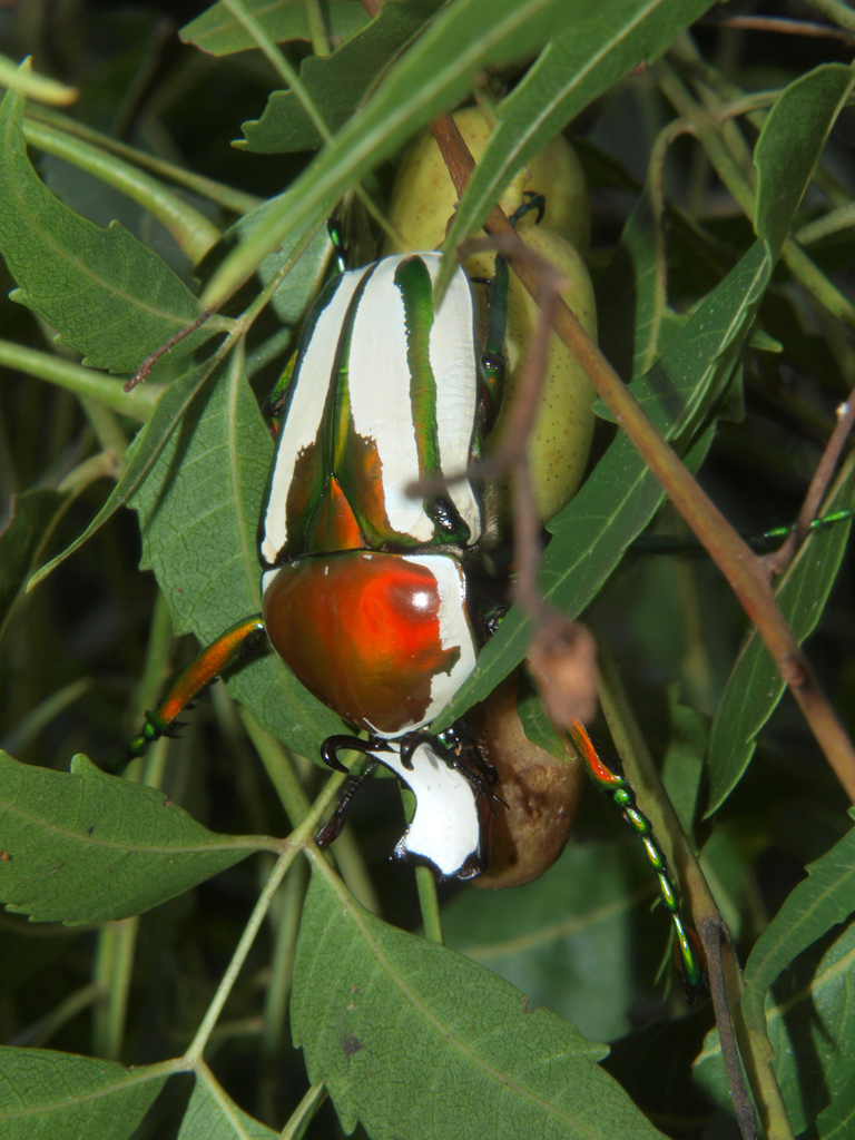 Regal Fruit Chafer from Lusaka, Zambia on February 13, 2021 at 01:05 PM ...