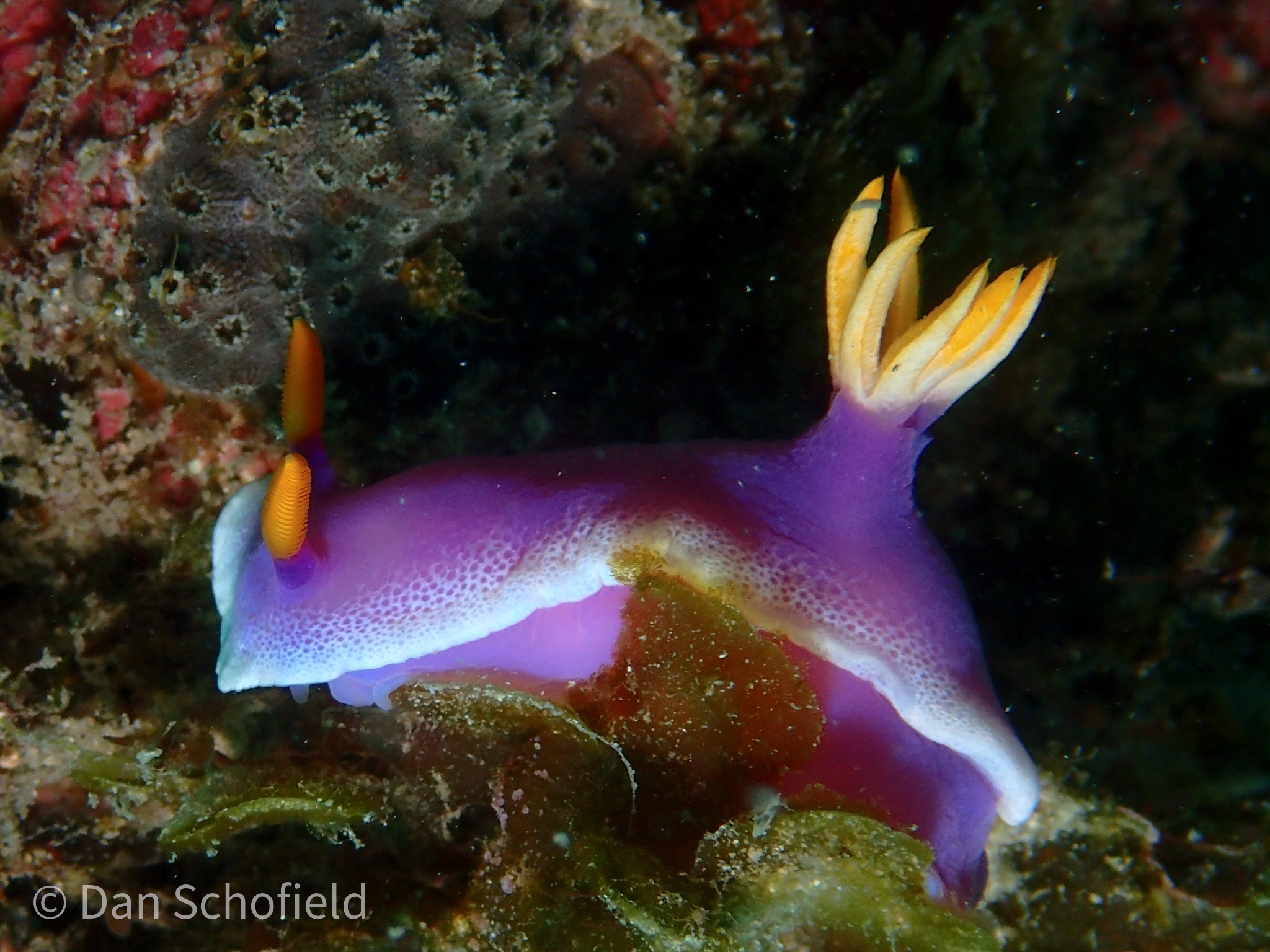 Hypselodoris apolegma (Yonow, 2001)