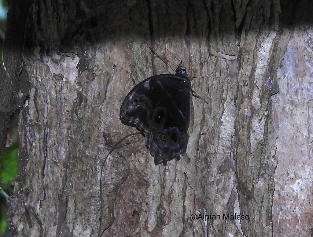 Lethe arete from Kabupaten Banggai Kepulauan, Sulawesi Tengah ...
