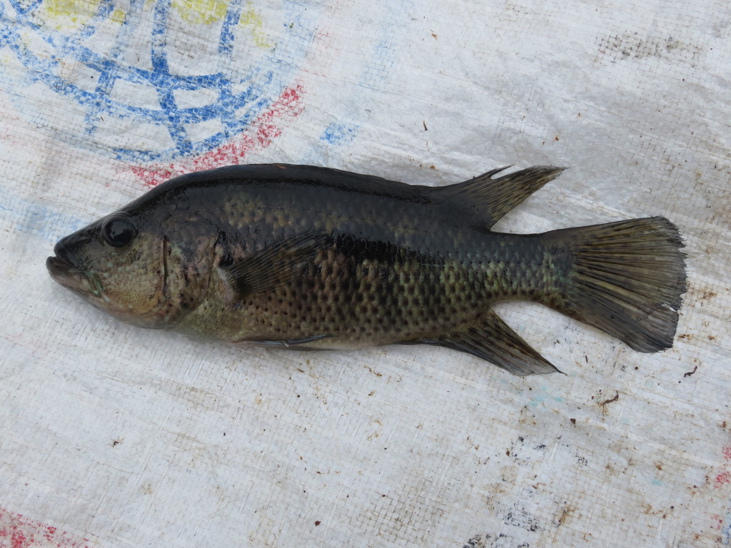 Guapote from South Caribbean Coast Autonomous Region, Nicaragua on ...