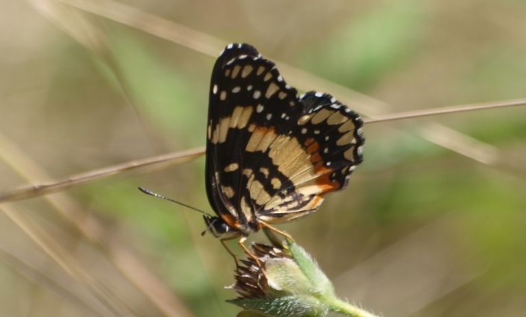 Bordered Patch (University of Arizona Pollinator Field Guide) · iNaturalist