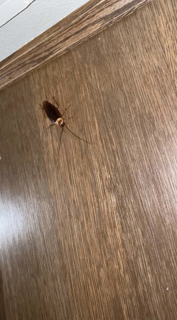 American Cockroach from Schreiner University, Kerrville, TX, US on ...