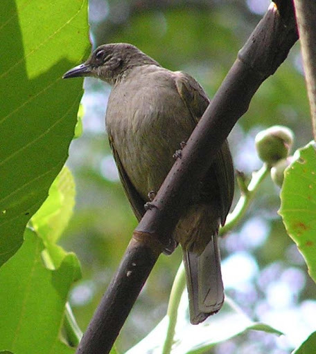 Olive-winged Bulbul (Birds of Singapore) · iNaturalist