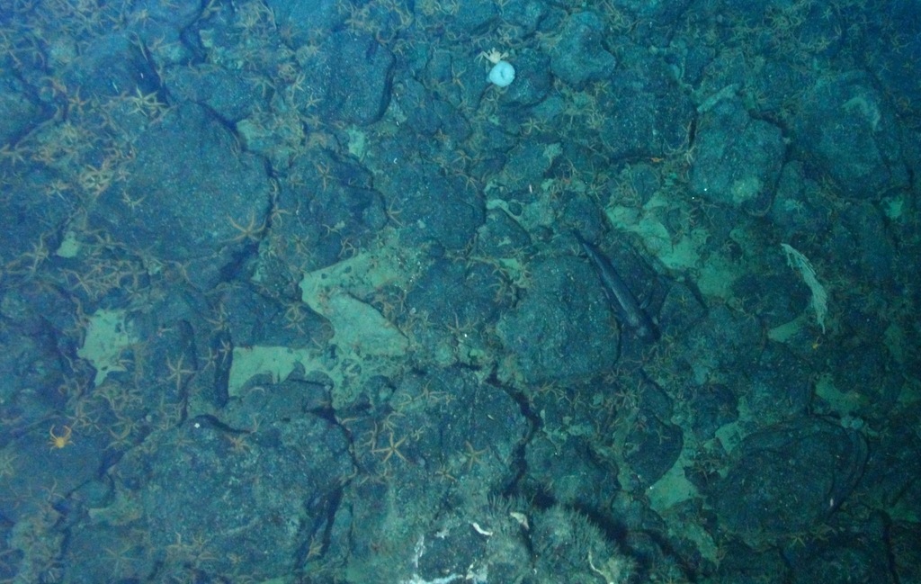 Sablefish (Seamounts of Canada's Large Offshore Pacific Area of ...