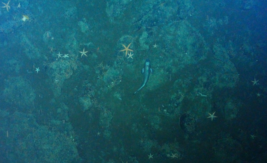 Sablefish (Seamounts of Canada's Large Offshore Pacific Area of ...