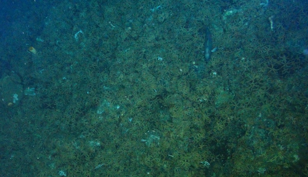 Sablefish (Seamounts of Canada's Large Offshore Pacific Area of ...