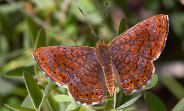 Arizona Metalmark (University of Arizona Pollinator Field Guide ...