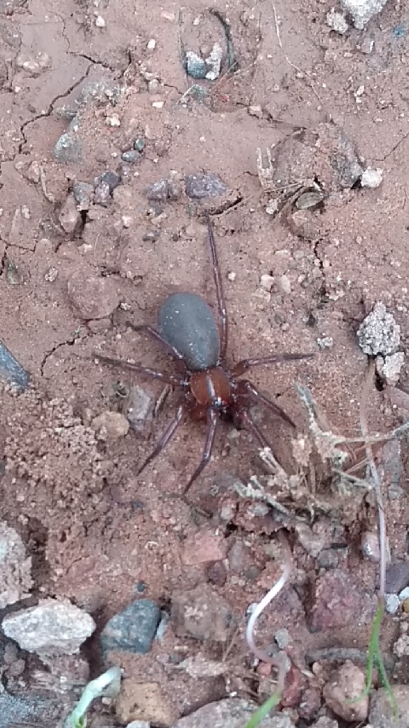 Stealthy Ground Spiders from Chihuahua, Mexico on February 17, 2021 at ...