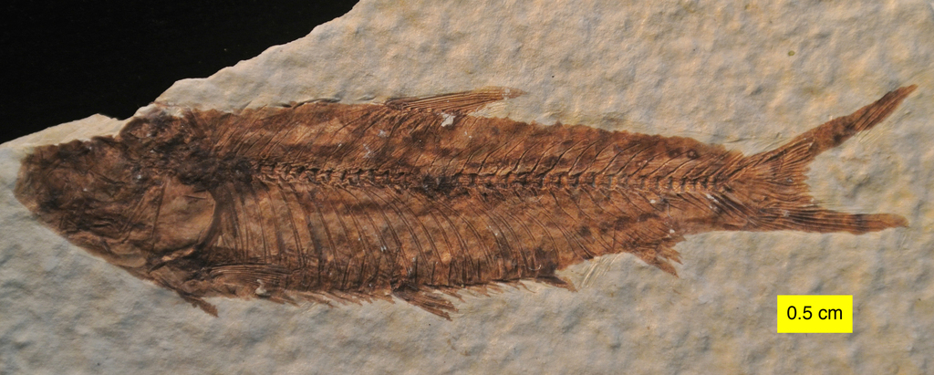 (Knightia) - Marine Life Identification