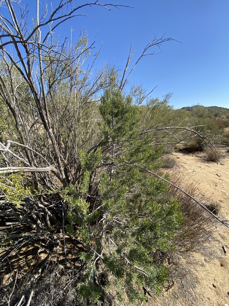 Parry pinyon from Ensenada, Baja California, Mexico on February 27 ...