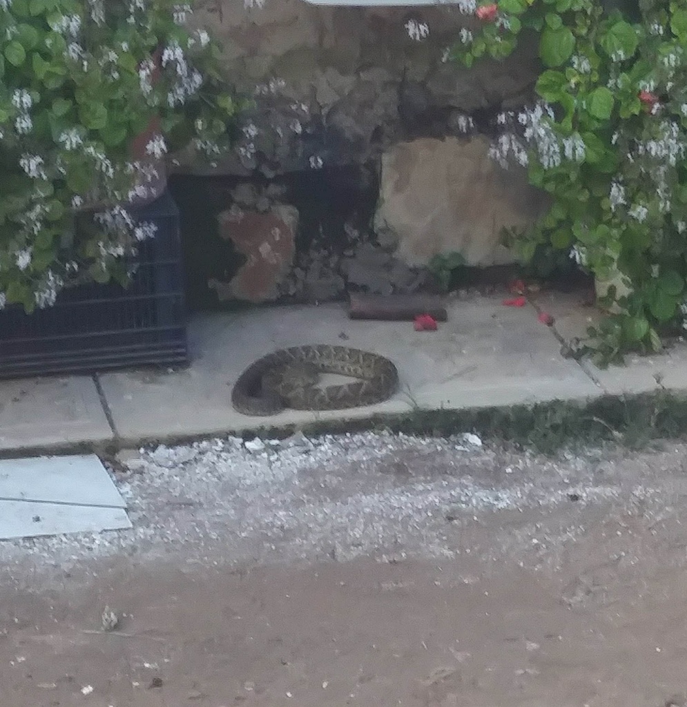 Basilisk Rattlesnake from La Yesca, NAY, MX on October 03, 2018 at 02: ...