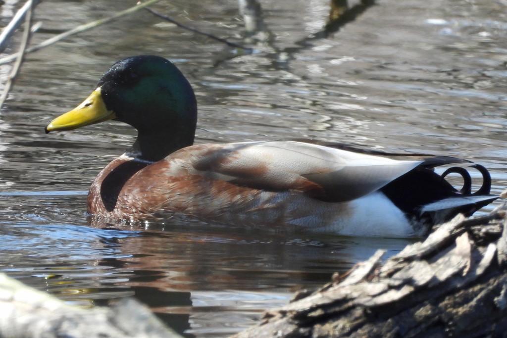 Mallard from Lewisville, TX, USA on February 23, 2021 at 12:37 PM by ...