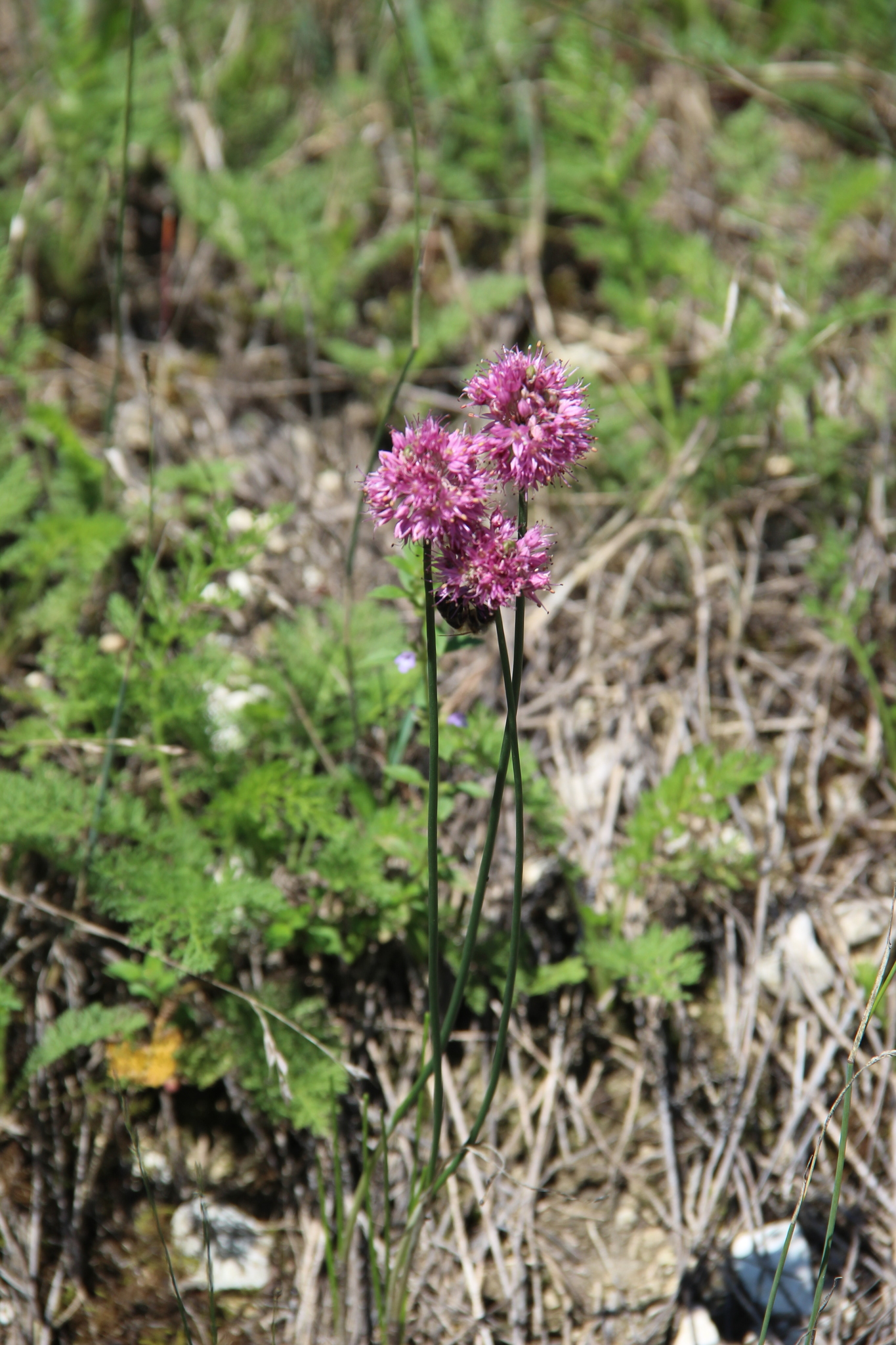 Allium saxatile M.Bieb.