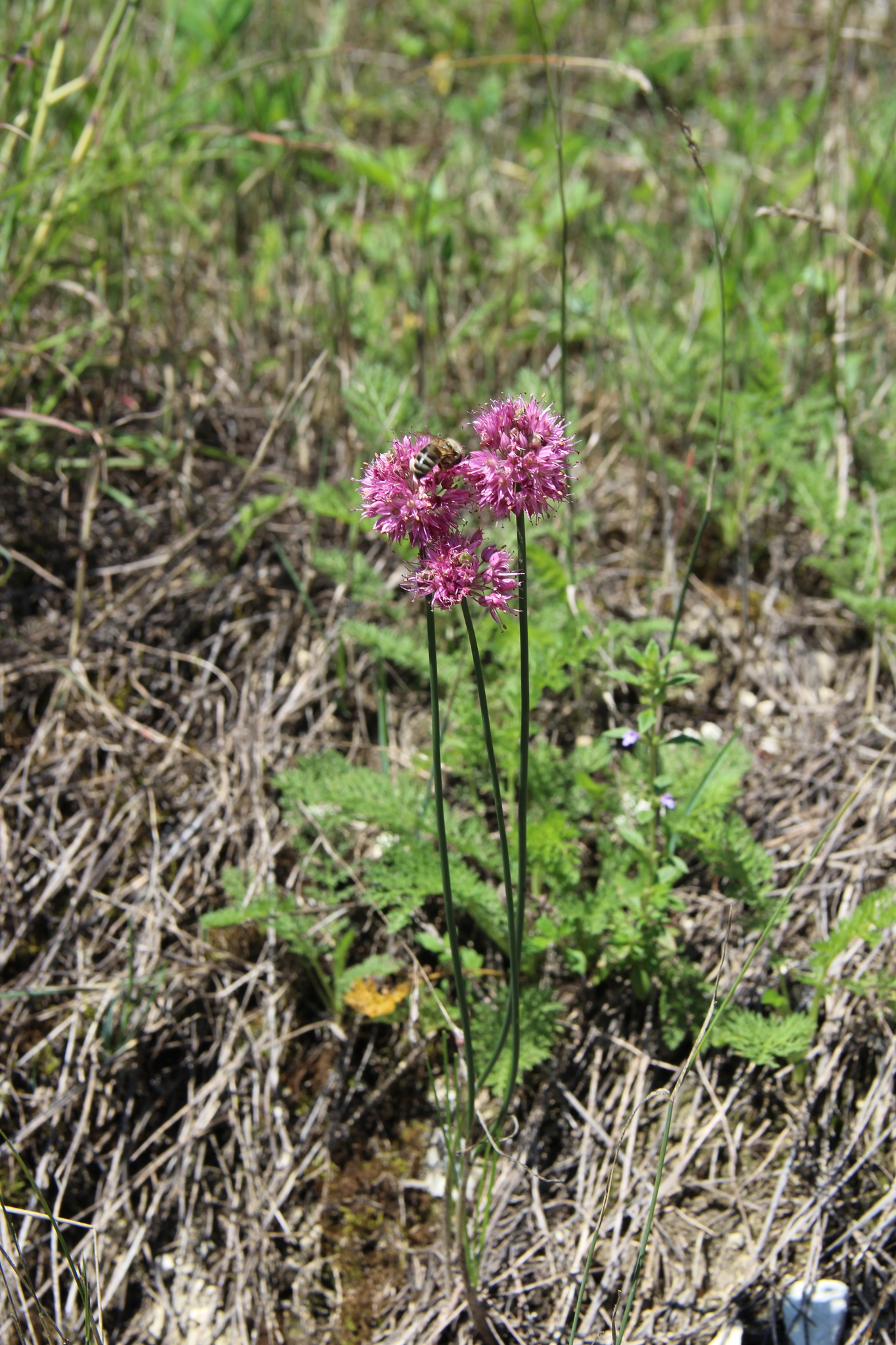 Allium saxatile M.Bieb.