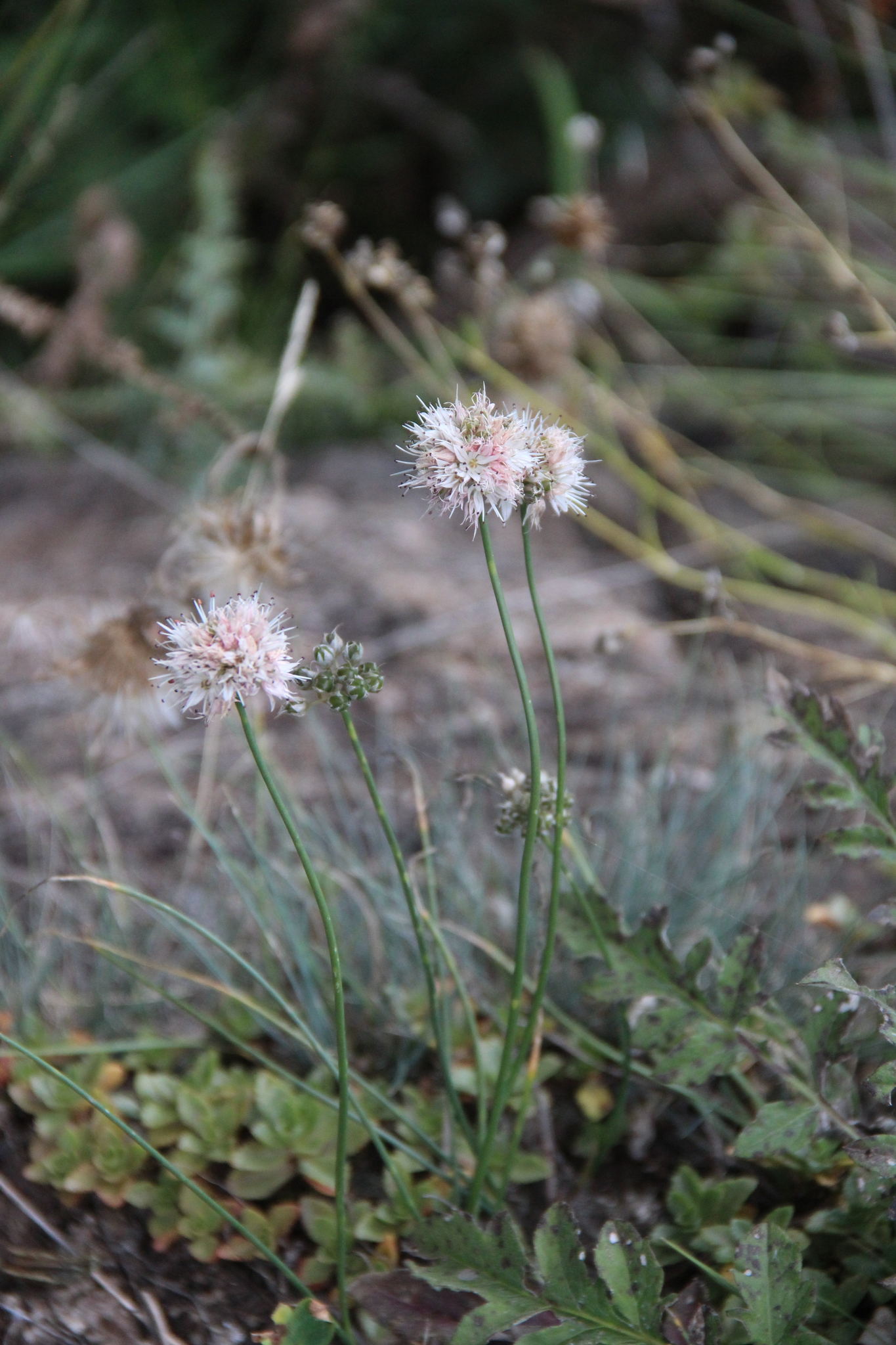 Allium saxatile M.Bieb.