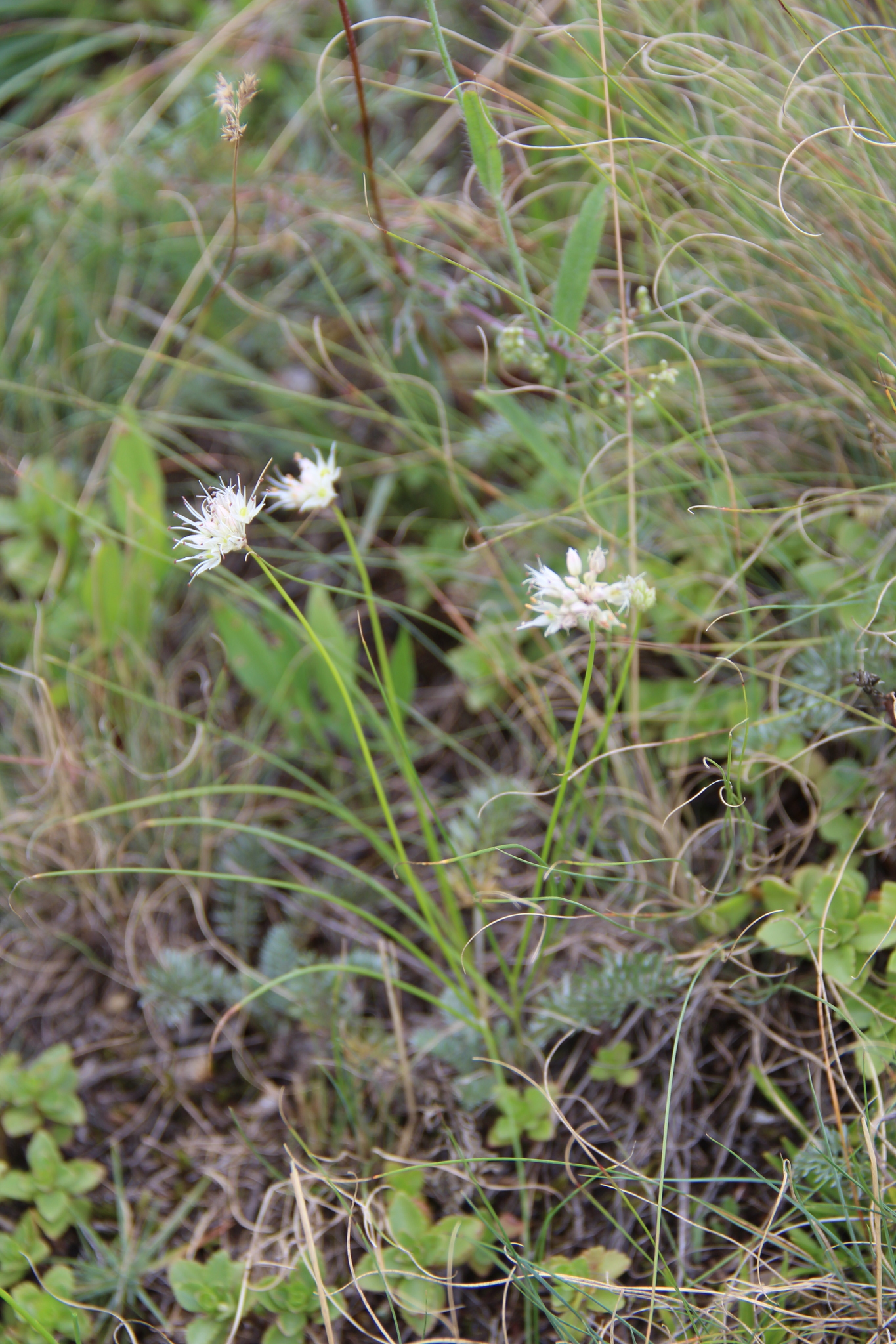 Allium saxatile M.Bieb.