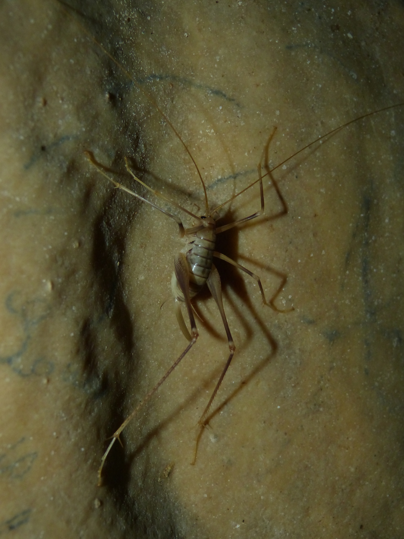 Dolichopoda linderii (Dufour, 1861)