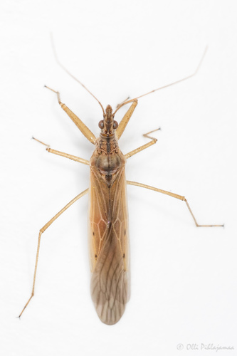 Nabis capsiformis (Tenerife Hemiptera) · iNaturalist