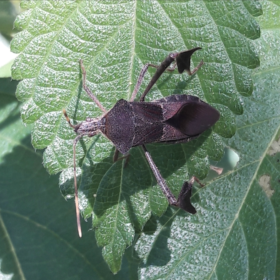 Leptoglossus stigma (Herbst, 1784)
