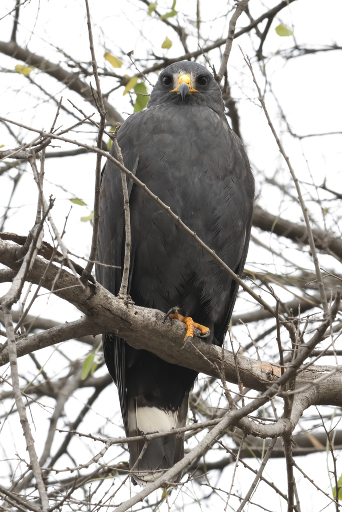 Zone-tailed Hawk from Bustamante, N.L., México on February 28, 2021 at ...
