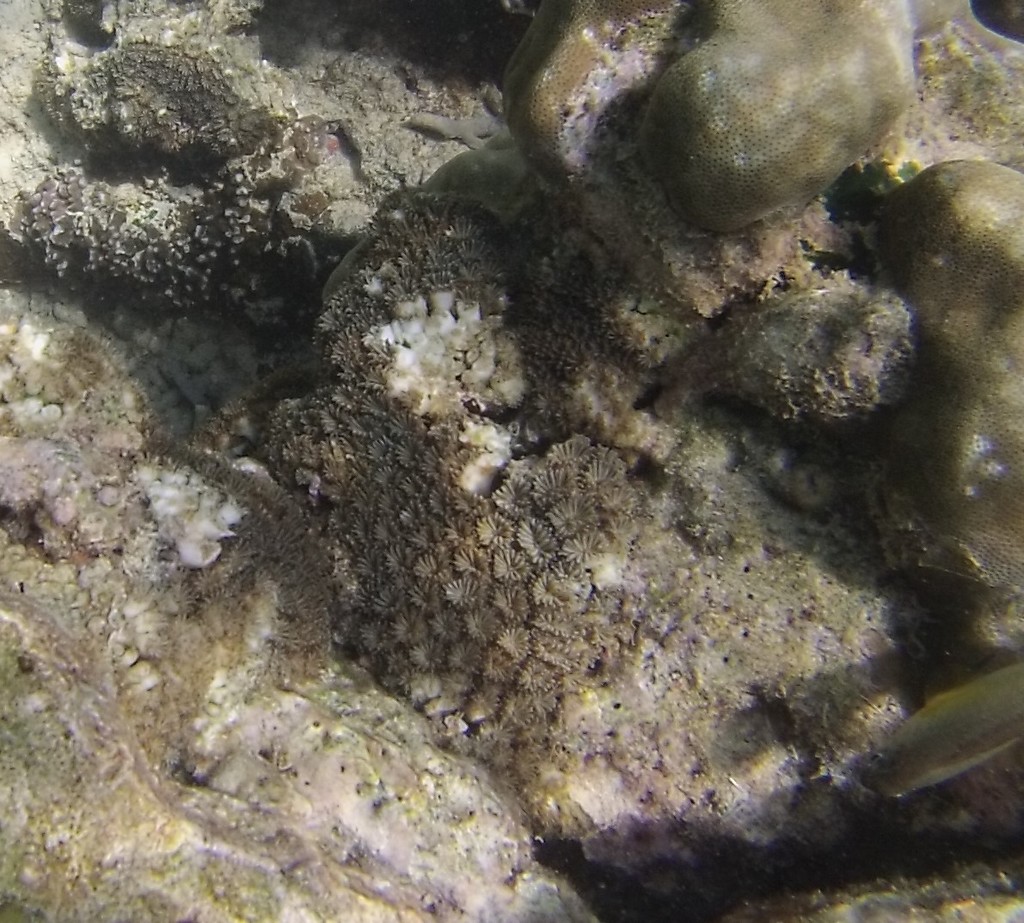 Galaxy Coral in January 2019 by Matt Berger. DCIM\100GOPRO · iNaturalist