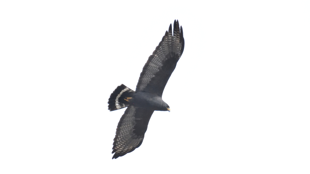 Zone-tailed Hawk from Bustamante, N.L., México on February 28, 2021 at ...