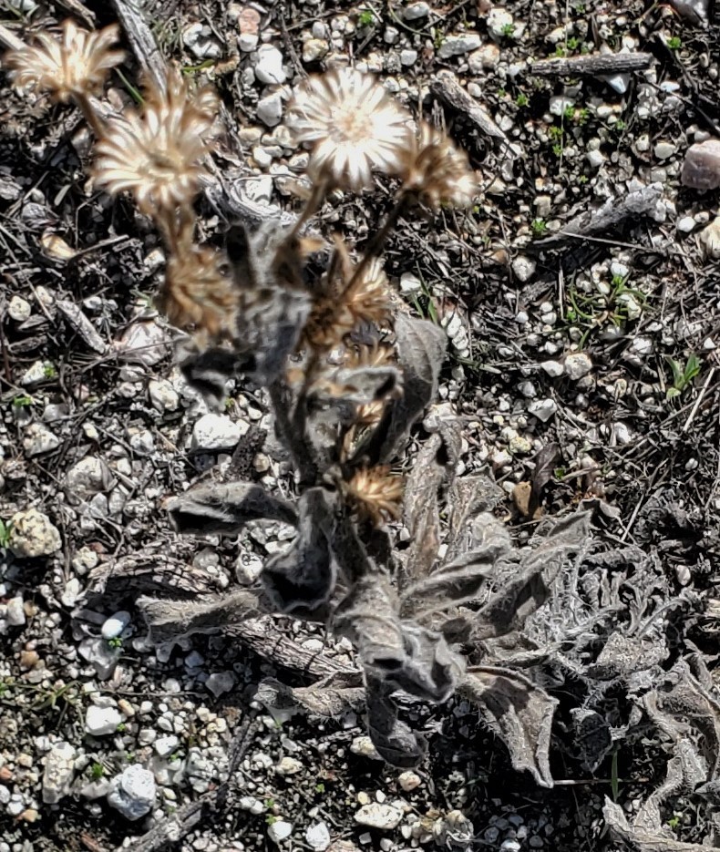 Telegraphweed from Monterey County, CA, USA on February 13, 2021 at 02: ...