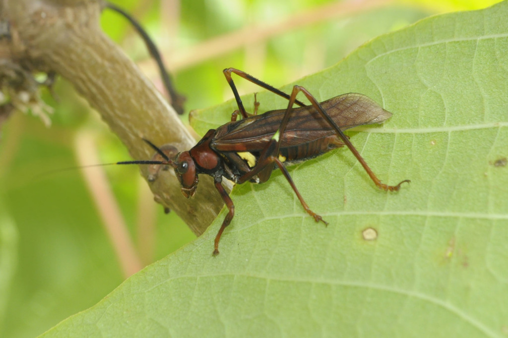 Scaphura nigra from Itamonte - MG, 37466-000, Brasil on February 28 ...