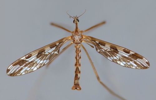 Primitive Crane Flies (Family Tanyderidae) · iNaturalist