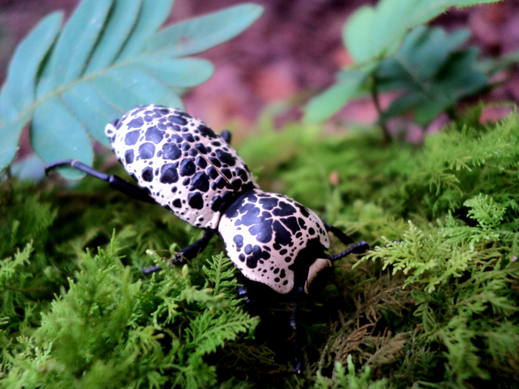 Zopherus nodulosus from Banderilla, Ver., México by am_photography ...