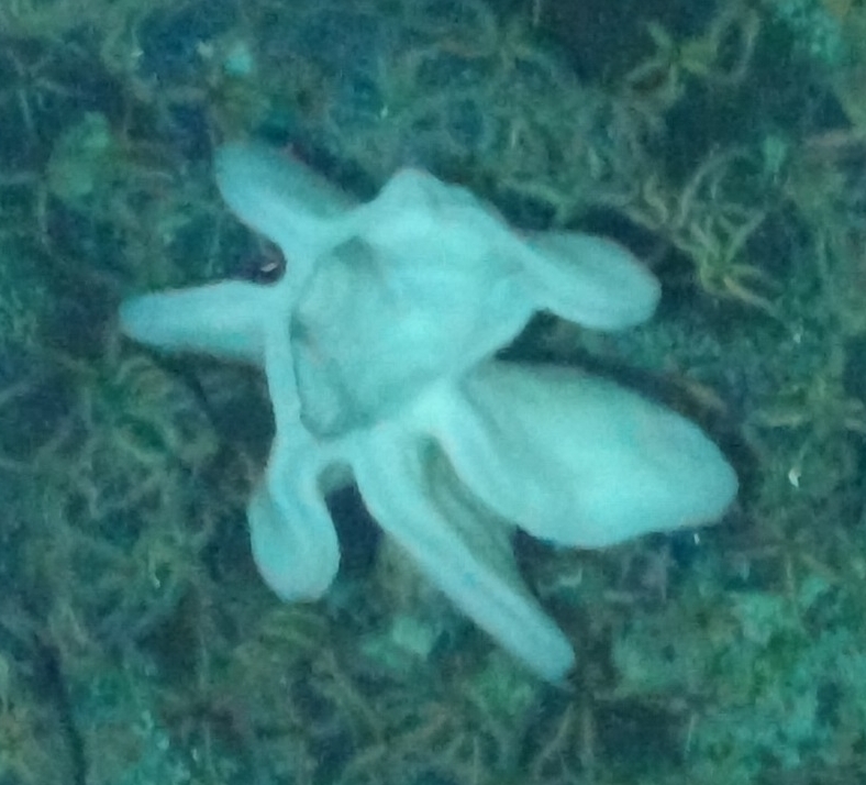 Aphrocallistidae spp. (Seamounts of Canada's Large Offshore Pacific ...