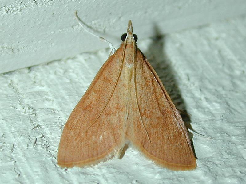 Dogbane Saucrobotys Moth from Wofford Heights, CA 93285, USA on June 26 ...