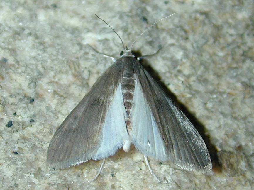 Polymorphic Pondweed Moth from Ward Pound Ridge Res. Westchester, NY ...
