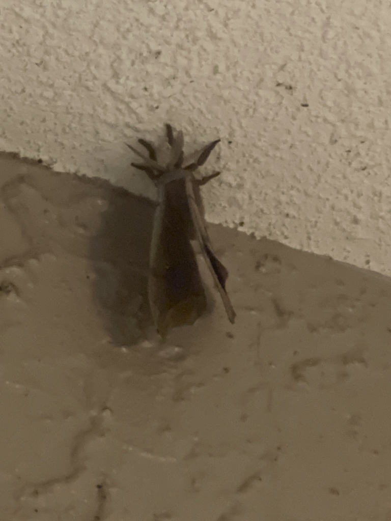 Polyphemus Moth from Memory Ln, Spring Hill, FL, US on March 01, 2021 ...