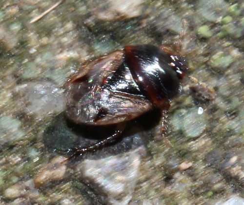 Chilocoris bicolor · iNaturalist