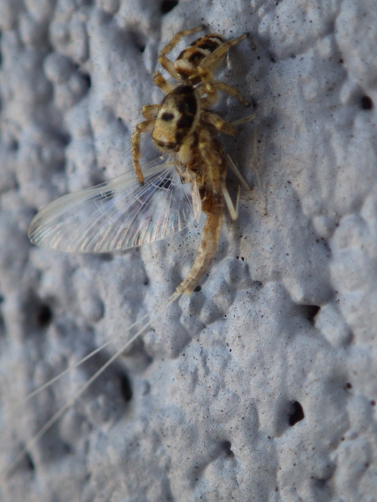 Mayflies from Spokane, Washington, United States on September 21, 2014 ...