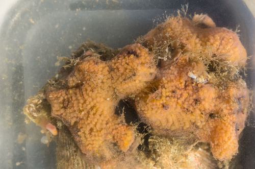 Botrylloides aureus · iNaturalist