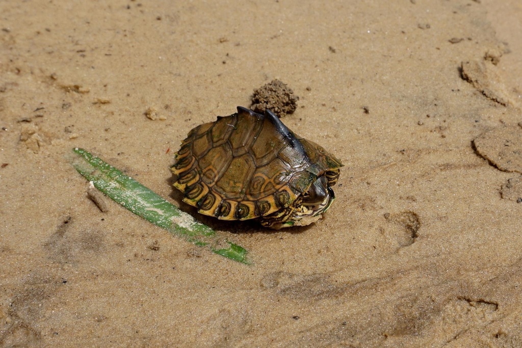 Pascagoula Map Turtle in September 2017 by narumk07 · iNaturalist