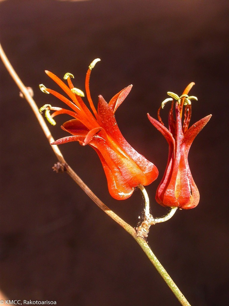 (Illigera madagascariensis) - Botanical Realm