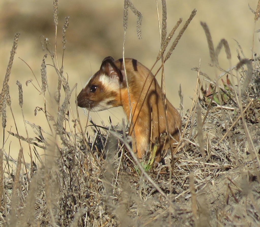 Long-tailed Weasel from Poplar Beach, Half Moon Bay, CA, US on October ...