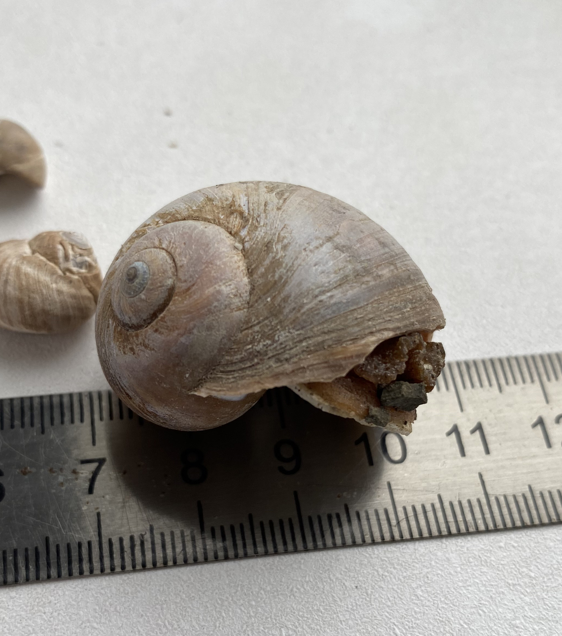 Cryptonatica janthostoma (Deshayes, 1839)