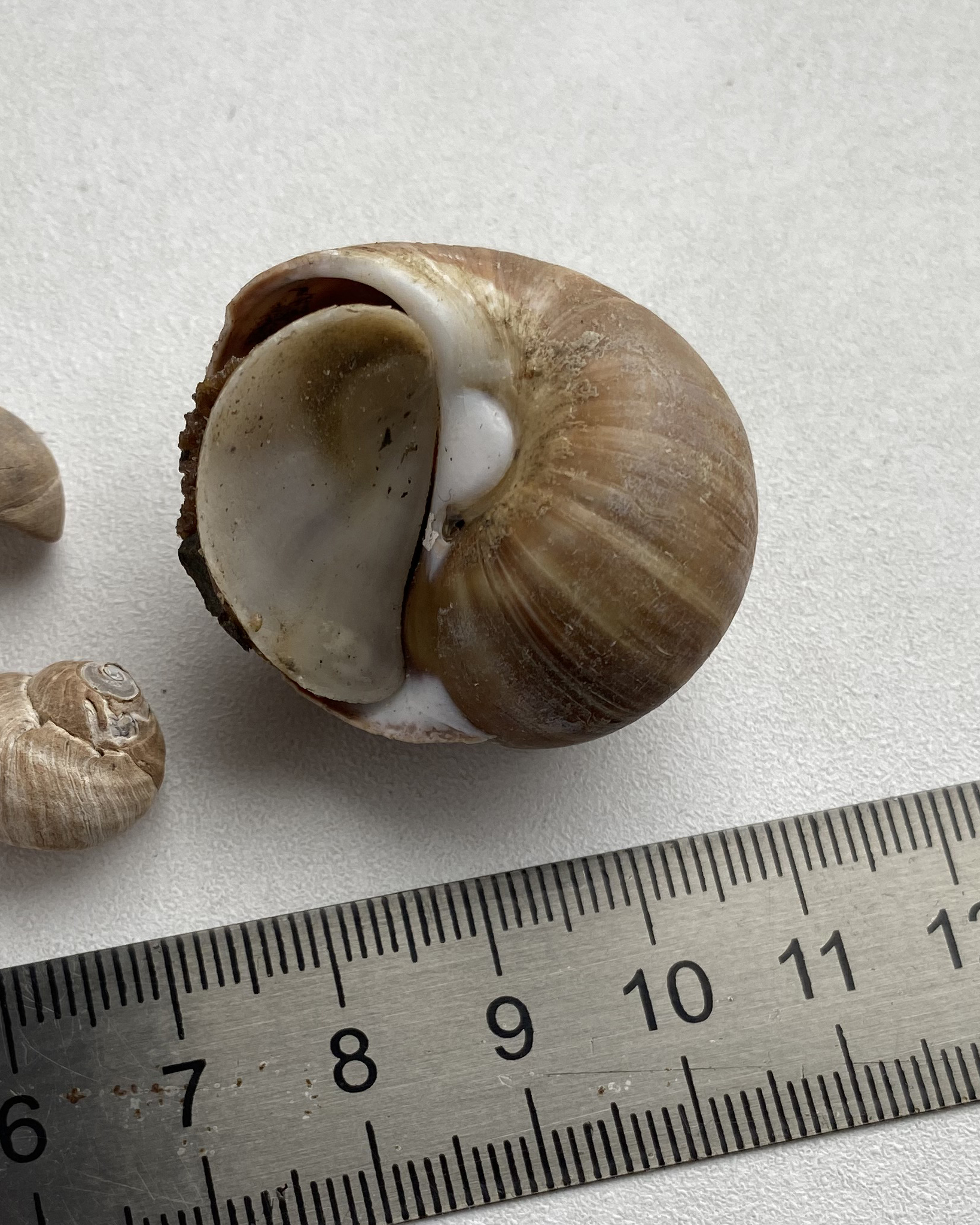 Cryptonatica janthostoma (Deshayes, 1839)