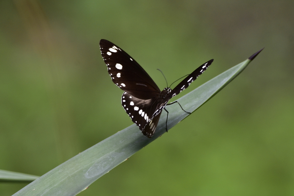 Common Australian Crow from Vincent QLD 4814, Australia on March 2 ...