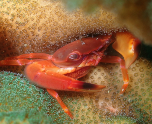 Red-dotted Guard Crab (Trapezia cymodoce) · iNaturalist