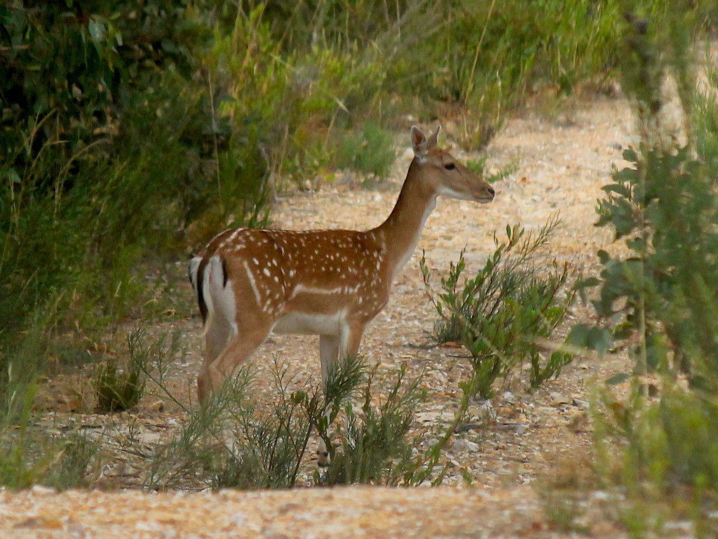 European Fallow Deer from Mount Panorama Native Forest Reserve, SA ...