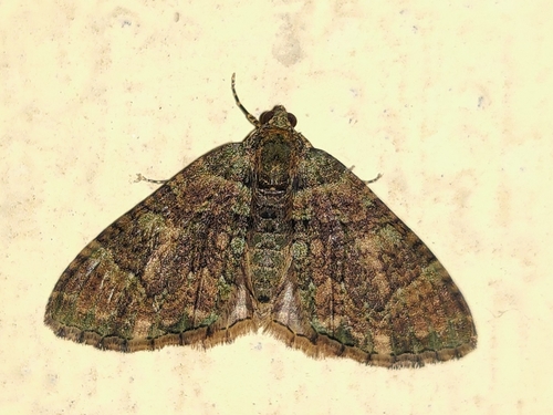 Catarhoe fecunda · iNaturalist