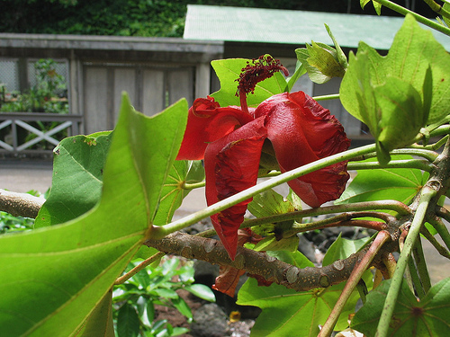 Genus Kokia · iNaturalist